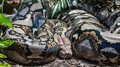 23 Foot Long Python Swallows Woman In Indonesia