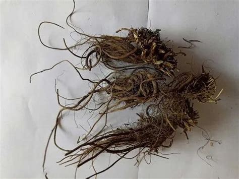 Anacyclus Pyrethrum Root Packaging Type Bag At Rs 400kg In Meerut