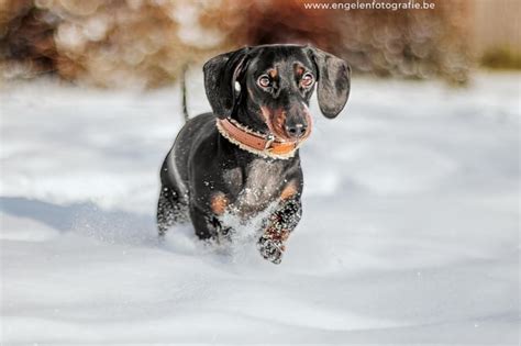 Izzy Model Izzy Rdogpictures