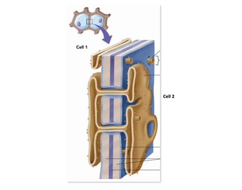 Plant Cell Junctions Quiz