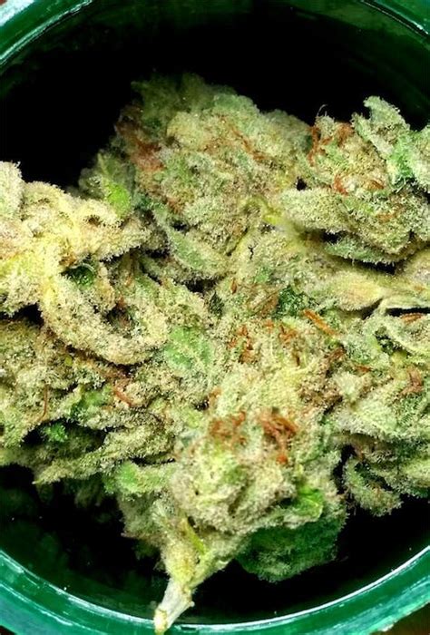 Russian Assassin Aka Russian Assassin Og Russian Assassin Og Kush Weed