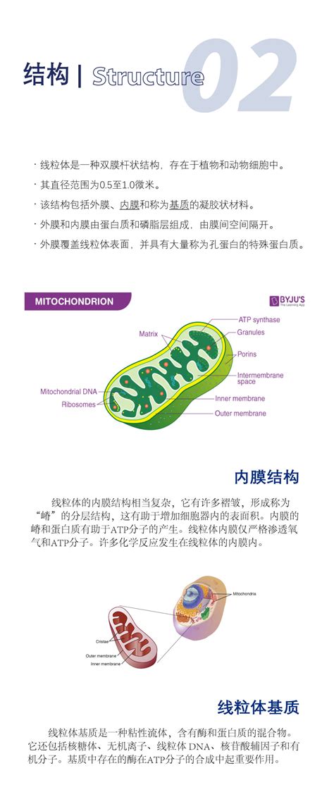 解密线粒体vol1细胞动力的 引擎”：线粒体采美信息中心