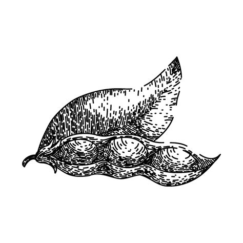 Soya Bean Food Green Sketch Hand Drawn Vector 25446591 Vector Art At