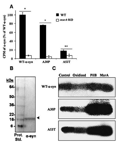 Phosphorylation Of Alpha Synuclein Isolated From Msra Ko And Wt Yeast