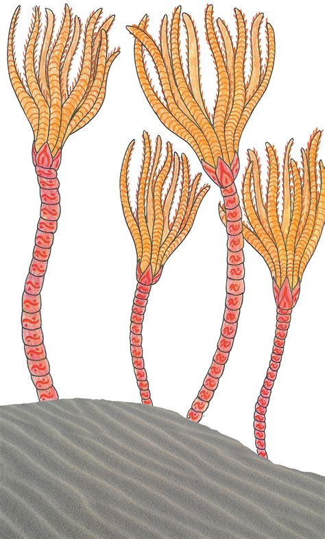 Crinoids By Suchomimus62 On Deviantart