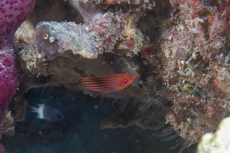 Six Line Wrasse Facts And Photographs Seaunseen