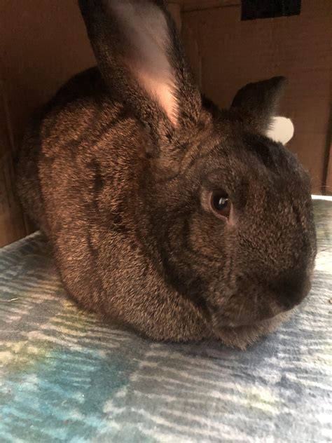 Loaf In A Box Rbunnyloafcheck