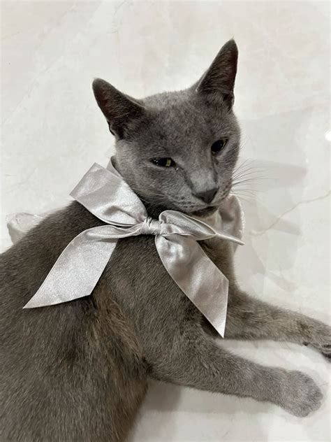 Russian Blue Suzy