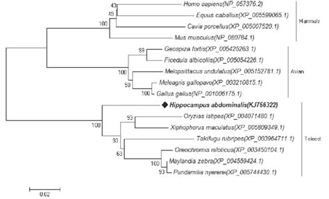 Phylogenetic Analysis Based On Clustalw Alignment Of Deduced Amino Acid