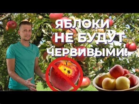 Средство от червивых яблок? Как справиться с яблонной плодожоркой ...