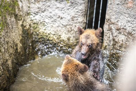 「のぼりべつクマ牧場」の写真素材 95件の無料イラスト画像 Adobe Stock