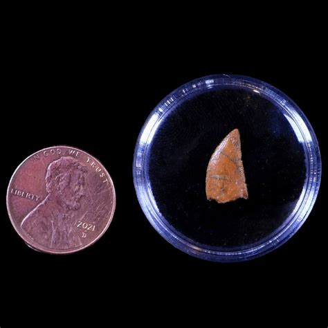 05 Dromaeosaurid Raptor Serrated Tooth Fossil Etsy