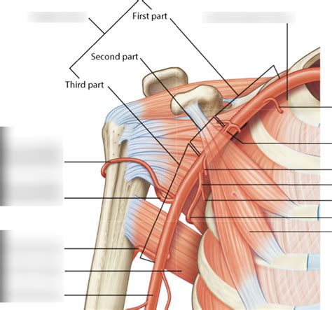 Axillary Arteries And Branches Diagram Quizlet
