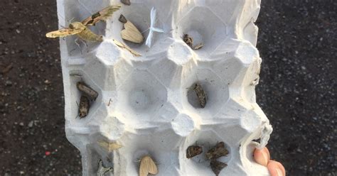 Non Stop Birding Moth Trap At Little Oak Hq