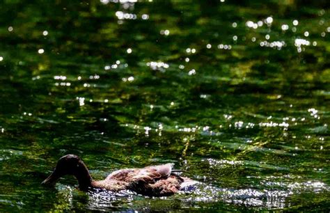 Water Situation Reports 2025 Test And Itchen Association