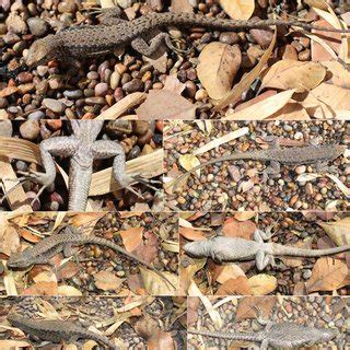 Bayesian Poisson Tree Processes BPTP With Highest Posterior Download Scientific Diagram