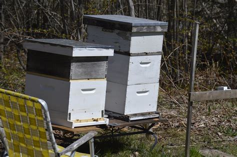 Beekeeping In Wetlands Beesource Beekeeping Forums