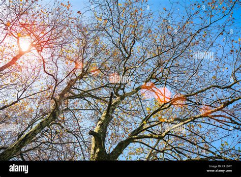 Plane Trees With Autumn Sky Stock Photo Alamy