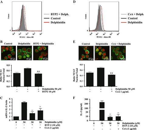 Delphinidin Induced Nfat Translocation And Il 2 Mrna Expression And