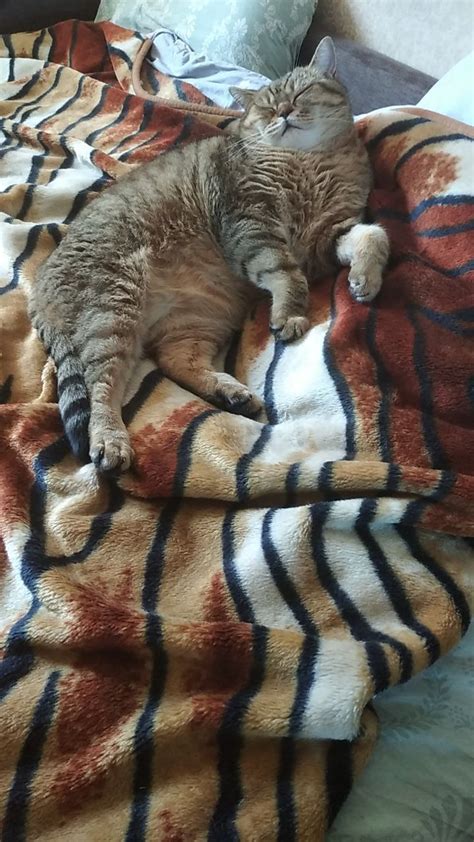 Fell In Love With This Fluffy Guy Scrolller