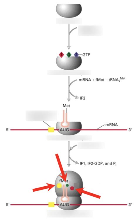 Diagram Of Prokaryotic Translation Initiation Quizlet
