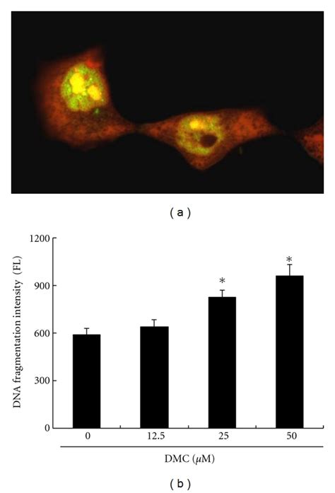Demethoxycurcumin Induced Dna Fragmentation In Gbm 8401 Cells A The