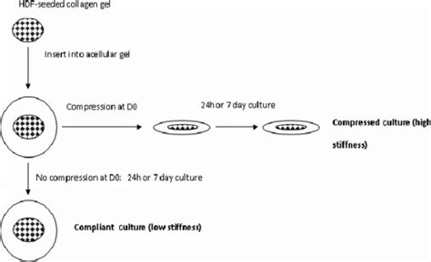 Assessment Of Cell Migration Out Of Cell Seeded Collagen Matrices Using