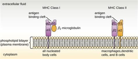 Pathophysiology Unit 1 Adaptive Immunity And Immune Disorders