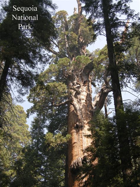 Wild Giant Sequoia Nursery