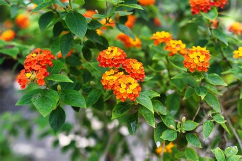 What To Plant With Hibiscus 10 Hibiscus Companion Plants Garden