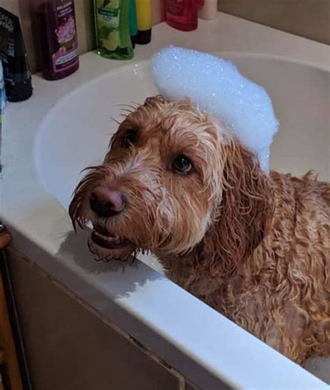 How Often Should I Bath My Cockapoo Cockapoo Hq