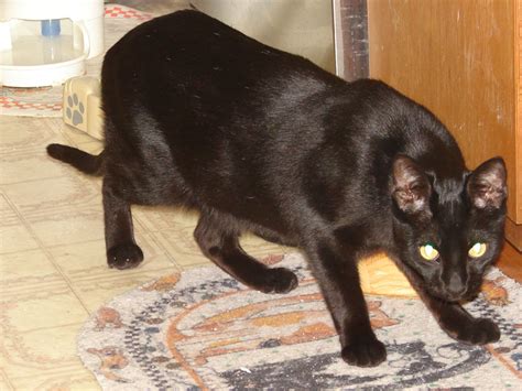 Scampindexhtm Scamp Solid Black Dsh