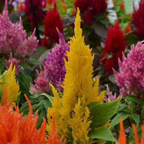 Celosia Argentea Plumosa Cockscomb Fresh Look Series Tidal Roots