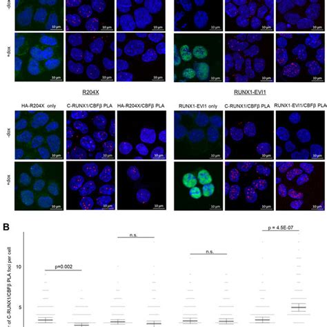 runx1 mutants interact with cbfβ and partially disrupt runx1 cbfβ