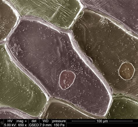 Cells Under An Electron Microscope