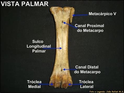 Metacarpo Anatomia Dos Ossos Veterinária Anatomia
