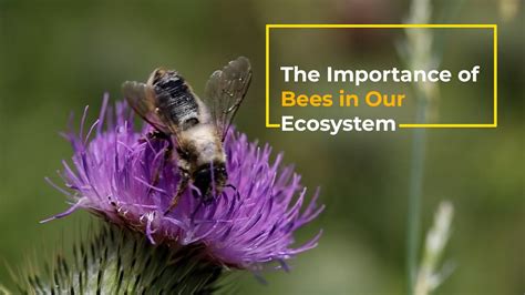 The Importance Of Bees In Our Ecosystem Youtube