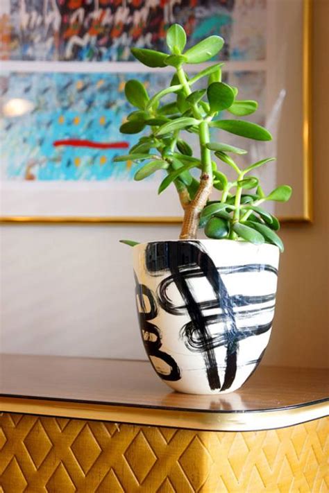 Cómo Cuidar Tus Plantas De Interior En Invierno