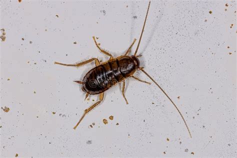 American Cockroach Nymph Stock Image Image Of Brown 250654483