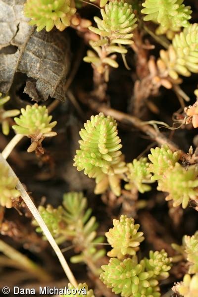 Sedum Sexangulare • Floravegeu