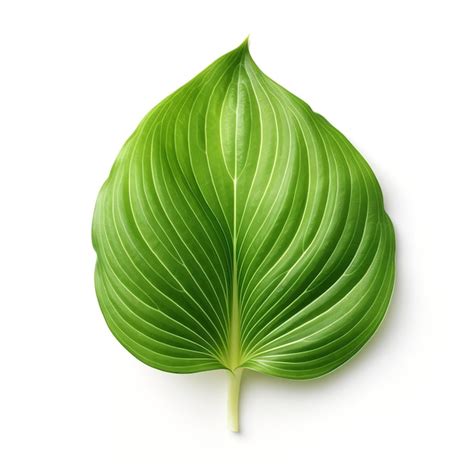 Premium Photo Beautiful Hosta Leaf Isolated On White Background