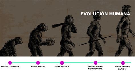 trabajo evolución humana by Natalia Florina Banica on Prezi