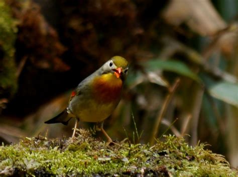 ソウシチョウ 可愛いけど特定外来生物侵略的外来種ワースト100 花と葉っぱ