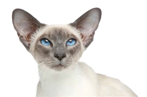 Blue Point Siamese Cat 5 Types Revealed