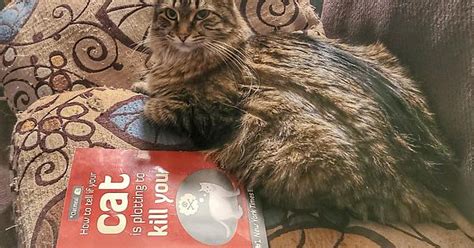 Oh Shes Definitely Plotting Album On Imgur