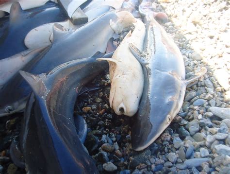 Albino Cyclops Bull Shark