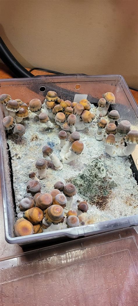 First Timer Whats This Dust Are These Going To Be Ok R Shrooms