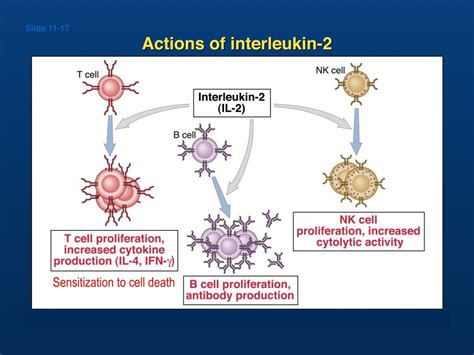 Ppt Cytokines And Cd4 T Cell Effector Functions Powerpoint Presentation Id 6542555