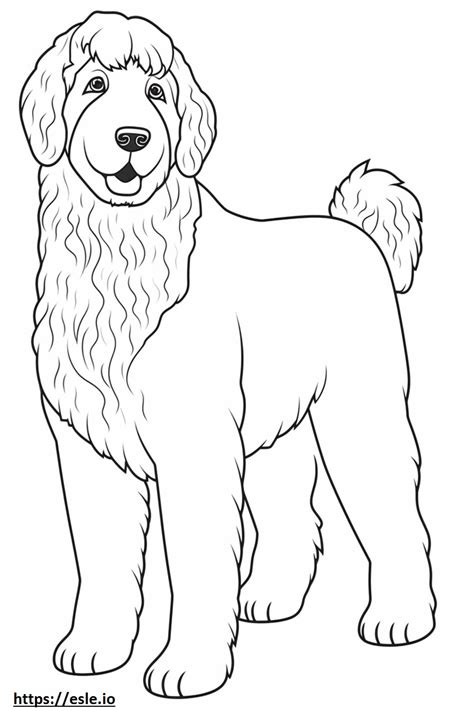 Australian Labradoodle Cute Coloring Page