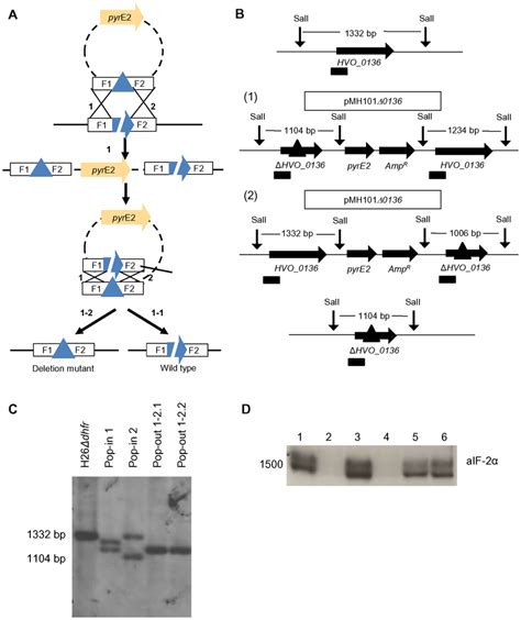 Generation And Characterization Of Gene Deletion Mutants A Schematic